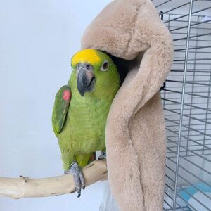 corner fleece bird blanket,cuddle nest hanging toy,bird comfort corner assorted colors, parrot cage snuggle hut warm bird nest house bed hanging hammock toy, for parakeet cockatiel lovebirds khaki m…