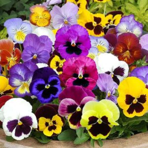 chuxay garden mix viola tricolor seed 500 seeds colorful johnny jump-up flower beauty purple yellow white flowers high yield flourishing wonderful choice for garden