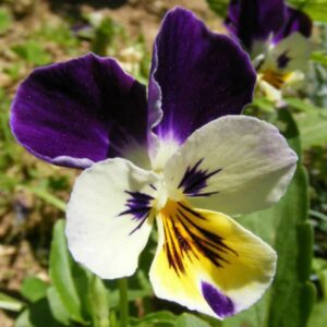 500 Viola Flower Seeds Johnny Jump UP Helen Mount Tricolor Flower