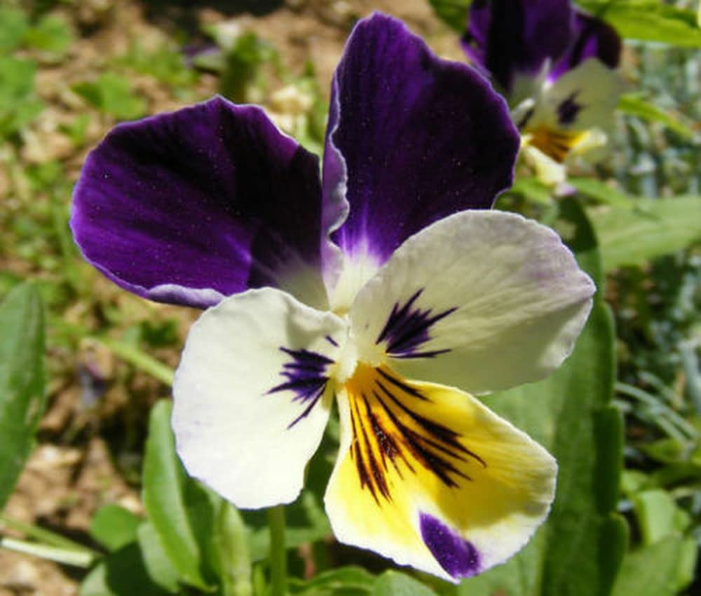 500 Viola Flower Seeds Johnny Jump UP Helen Mount Tricolor Flower