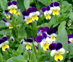 500 viola flower seeds johnny jump up helen mount tricolor flower