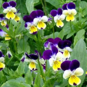 500 Viola Flower Seeds Johnny Jump UP Helen Mount Tricolor Flower