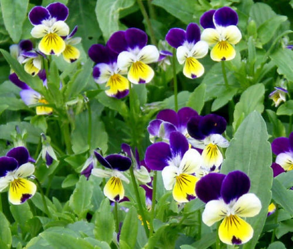 500 Viola Flower Seeds Johnny Jump UP Helen Mount Tricolor Flower