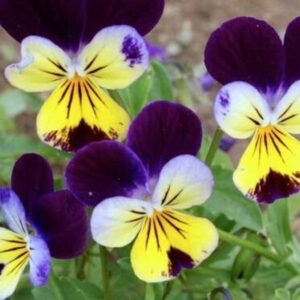 500 Viola Flower Seeds Johnny Jump UP Helen Mount Tricolor Flower