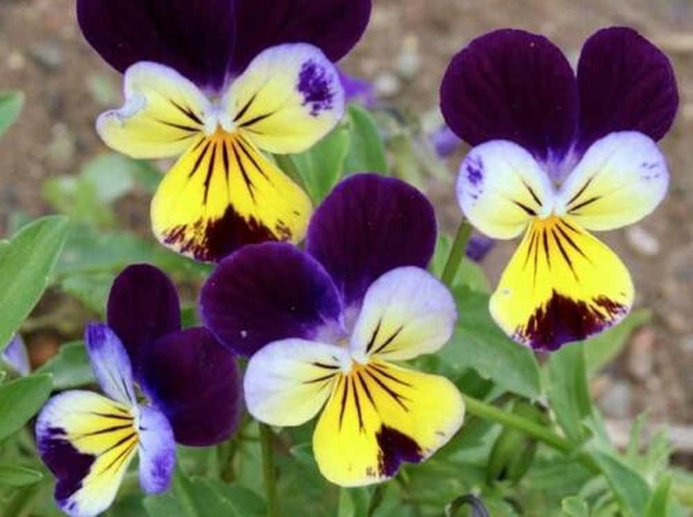 500 Viola Flower Seeds Johnny Jump UP Helen Mount Tricolor Flower