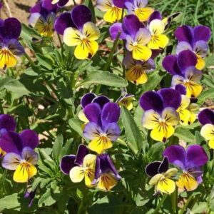 500 Viola Flower Seeds Johnny Jump UP Helen Mount Tricolor Flower