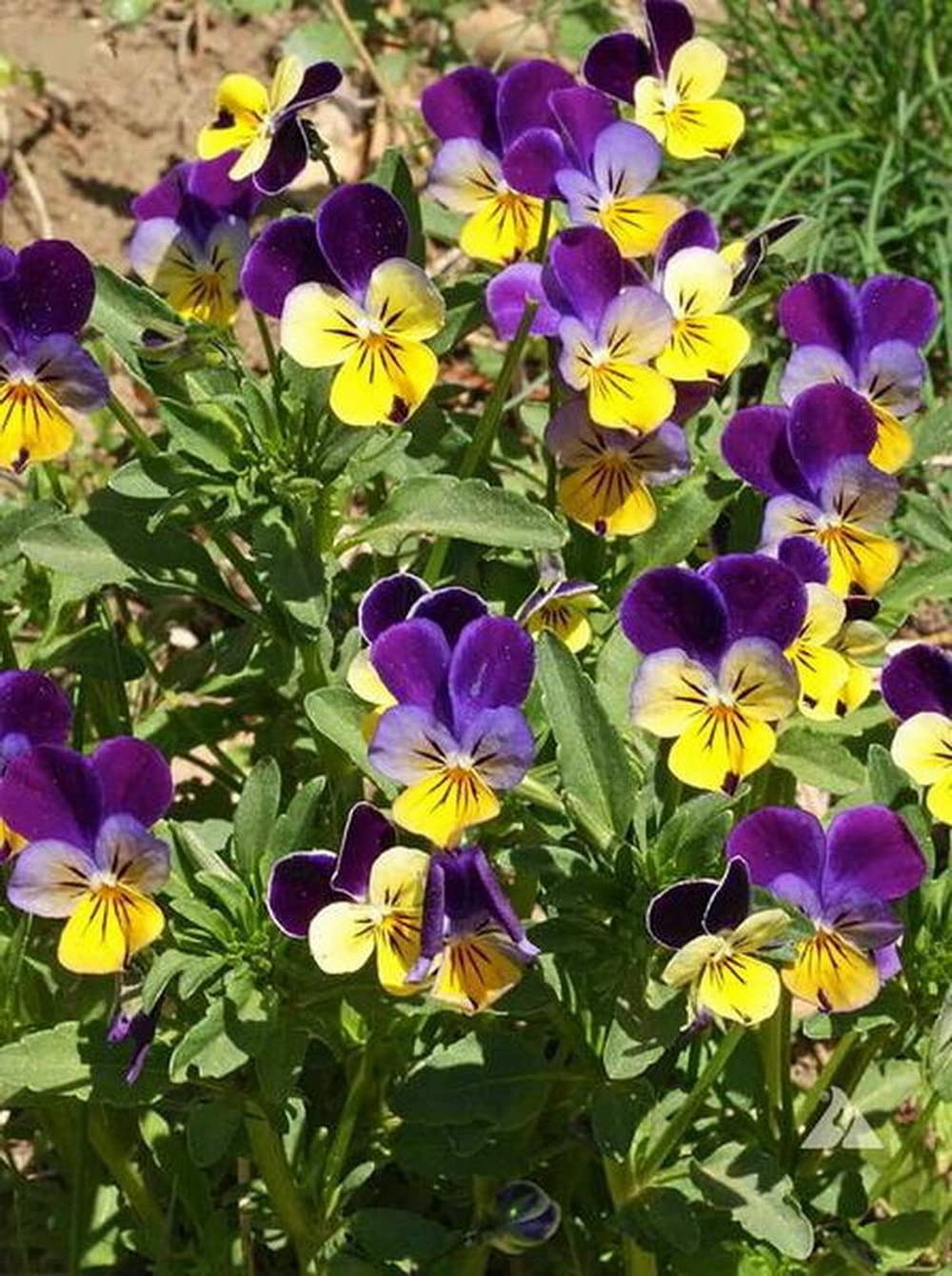 500 Viola Flower Seeds Johnny Jump UP Helen Mount Tricolor Flower