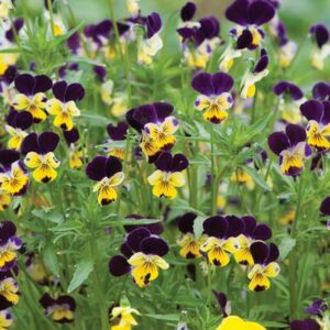 500 Viola Flower Seeds Johnny Jump UP Helen Mount Tricolor Flower