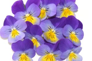 johnny jump ups viola - perennial seeds