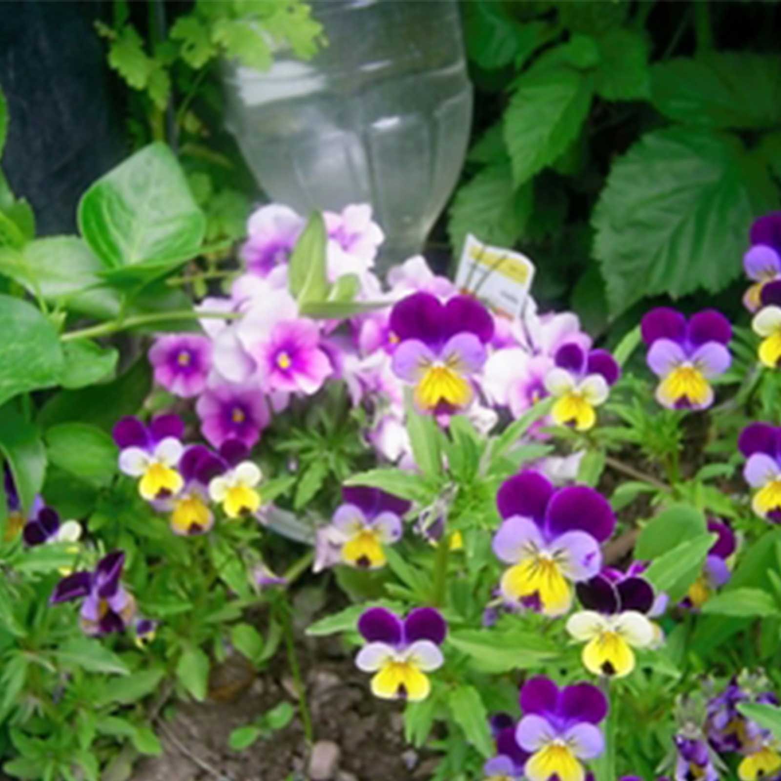 Johnny Jump Up (Helen Mount) Viola Flower Garden Seeds - 300 Mg Packet - Annual Flower Gardening Seeds