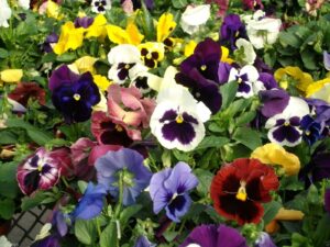 500 seeds johnny jump-up (viola tricolor) purple, yellow and white - mixed flowers seeds!