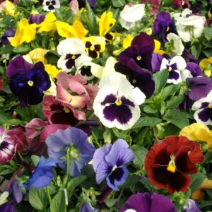 500 Seeds Johnny Jump-up (Viola Tricolor) Purple, Yellow and White - Mixed Flowers Seeds!