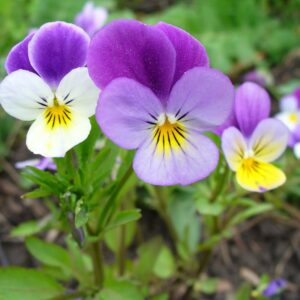 johnny jump up seeds viola tricolor easy to care attracts pollinators patio beds borders containers outdoor 20pcs flower seeds by yegaol garden