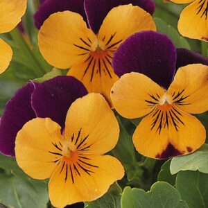 viola flower garden seeds - sorbet f1 series - orange jump up (orange duet) - 100 seeds - annual flower gardening seeds