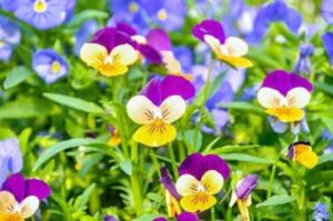 500 seeds viola johnny jump up plant flower beautiful perennial garden flower jocdw (seeds)