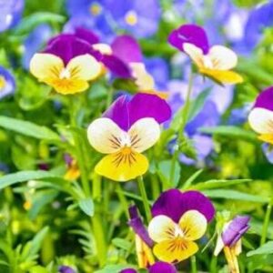 500 Seeds Viola Johnny Jump Up Plant Flower Beautiful Perennial Garden Flower jocdw (Seeds)