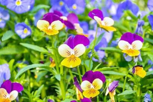 500 Seeds Viola Johnny Jump Up Plant Flower Beautiful Perennial Garden Flower jocdw (Seeds)