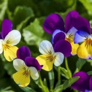 500 Seeds Viola Johnny Jump Up Plant Flower Beautiful Perennial Garden Flower jocdw (Seeds)