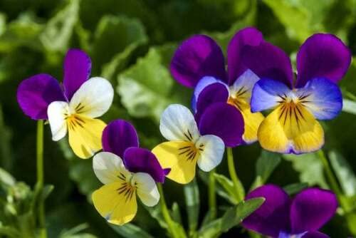 500 Seeds Viola Johnny Jump Up Plant Flower Beautiful Perennial Garden Flower jocdw (Seeds)