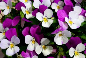 100 johnny jump up violet viola tricolor flower seeds (lsl)