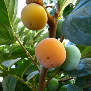 Fresh Persimmons- 5LBS