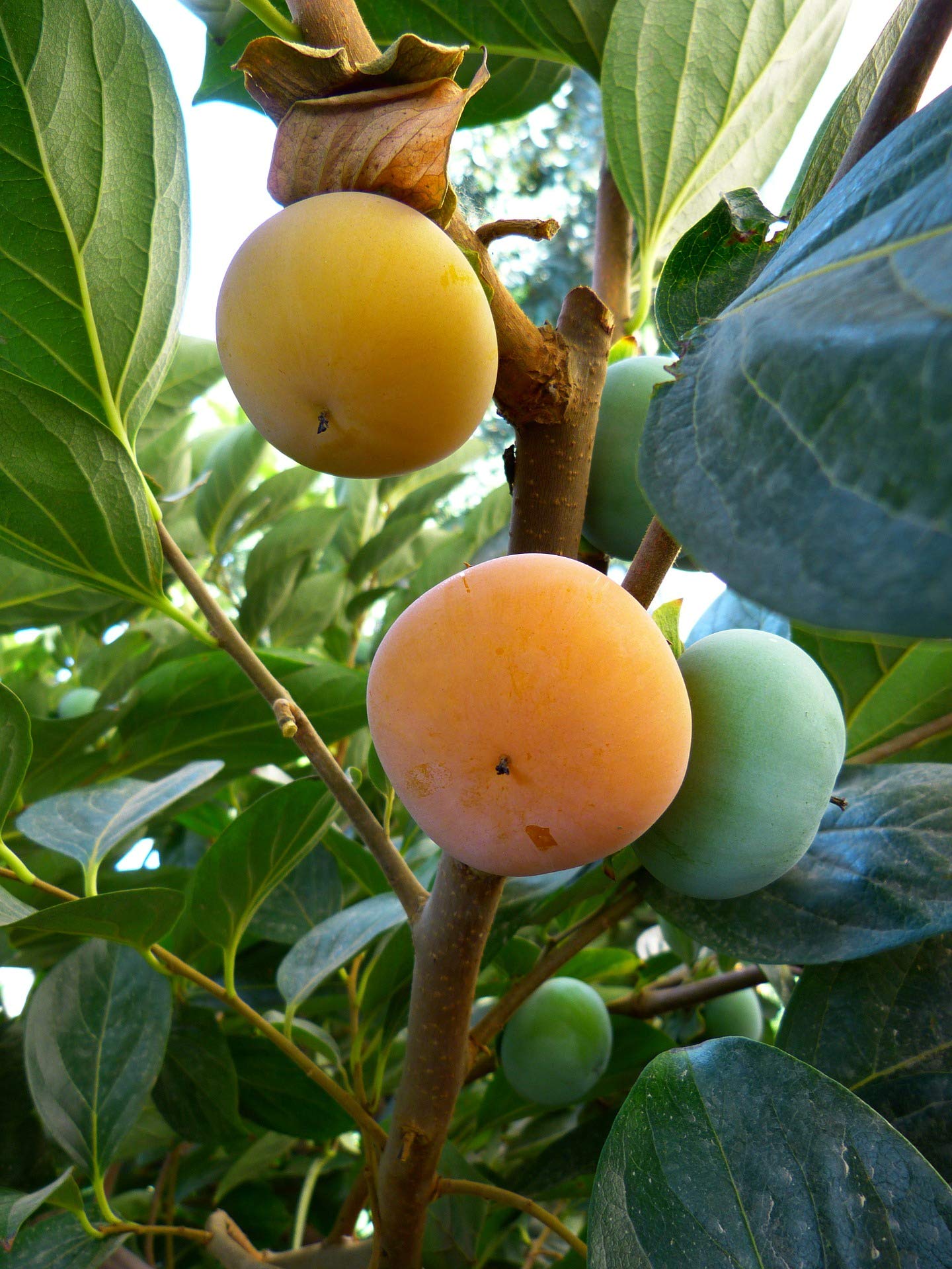 Fresh Persimmons- 5LBS