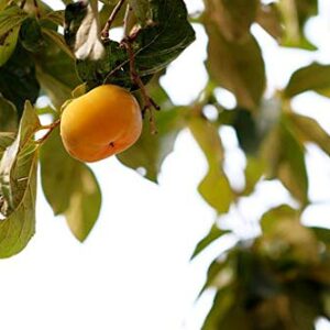 Fresh Persimmons- 5LBS