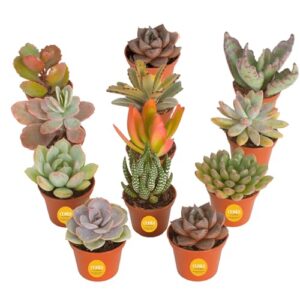 costa farms live succulent plants (12-pack), mini succulent assortment potted in nursery plant pots, grower's choice indoor houseplants, bulk gift for baby shower, wedding, party, 2-inches tall