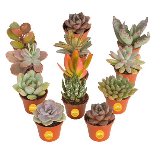 Costa Farms Live Succulent Plants (12-Pack), Mini Succulent Assortment Potted in Nursery Plant Pots, Grower's Choice Indoor Houseplants, Bulk Gift for Baby Shower, Wedding, Party, 2-Inches Tall