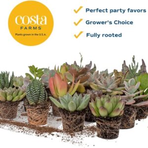 Costa Farms Live Succulent Plants (12-Pack), Mini Succulent Assortment Potted in Nursery Plant Pots, Grower's Choice Indoor Houseplants, Bulk Gift for Baby Shower, Wedding, Party, 2-Inches Tall