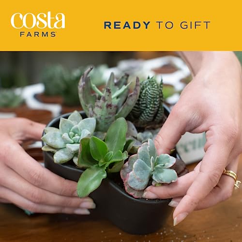 Costa Farms Live Succulent Plants (12-Pack), Mini Succulent Assortment Potted in Nursery Plant Pots, Grower's Choice Indoor Houseplants, Bulk Gift for Baby Shower, Wedding, Party, 2-Inches Tall