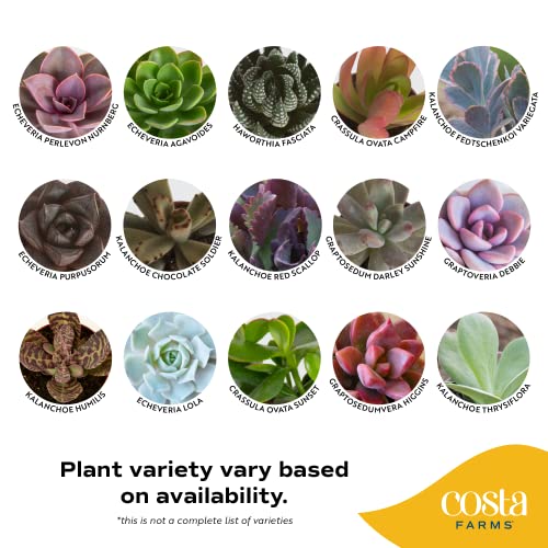 Costa Farms Live Succulent Plants (12-Pack), Mini Succulent Assortment Potted in Nursery Plant Pots, Grower's Choice Indoor Houseplants, Bulk Gift for Baby Shower, Wedding, Party, 2-Inches Tall