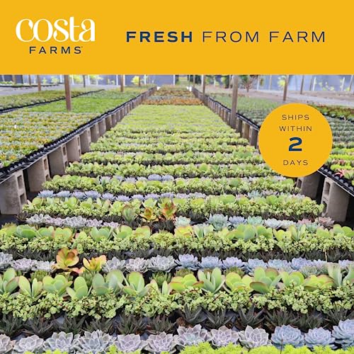 Costa Farms Live Succulent Plants (12-Pack), Mini Succulent Assortment Potted in Nursery Plant Pots, Grower's Choice Indoor Houseplants, Bulk Gift for Baby Shower, Wedding, Party, 2-Inches Tall