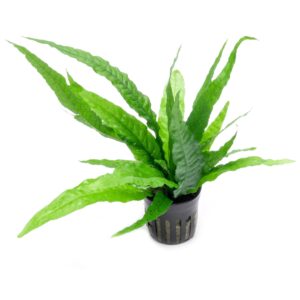 substratesource java fern live aquarium plants - potted freshwater plant for fish tanks - beginner friendly, low light (java fern, 1 pot)