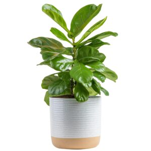 costa farms fiddle leaf fig, live indoor plant ficus lyrata in modern plant pot, air purifying live houseplant, housewarming gift, birthday, room, home and office decor, 2-3 feet tall