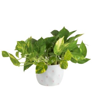 costa farms golden pothos live plant, easy to grow vining live indoor houseplant in décor planter, real plant for housewarming gift, home or room decor, 10-12 inches tall