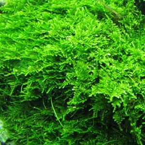 marcus fish tanks - 3x christmas moss vesicularia montagne live freshwater aquarium plants xmas moss