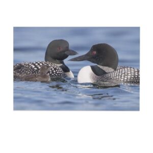 common loon baby bird family canvas poster bedroom decor sports landscape office room decor gift,canvas poster wall art decor print picture paintings for living room bedroom decoration 12x18inch(30x45