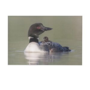 common loon and baby bird canvas poster bedroom decor sports landscape office room decor gift,canvas poster wall art decor print picture paintings for living room bedroom decoration 08x12inch(20x30cm)