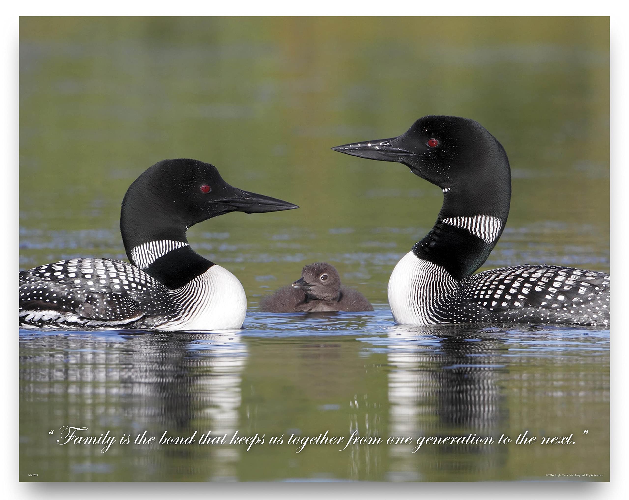 Common Loon Family Motivational Inspirational Poster Art Print Reproduction 11x14 Call Wall Decor Pictures