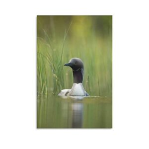 black throated loon birds canvas poster bedroom decor sports landscape office room decor gift,canvas poster wall art decor print picture paintings for living room bedroom decoration 8x12inchs(20x30cm)