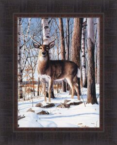 simply curious by kevin daniel 17x21 whitetail deer buck snow trees framed art print wall décor picture