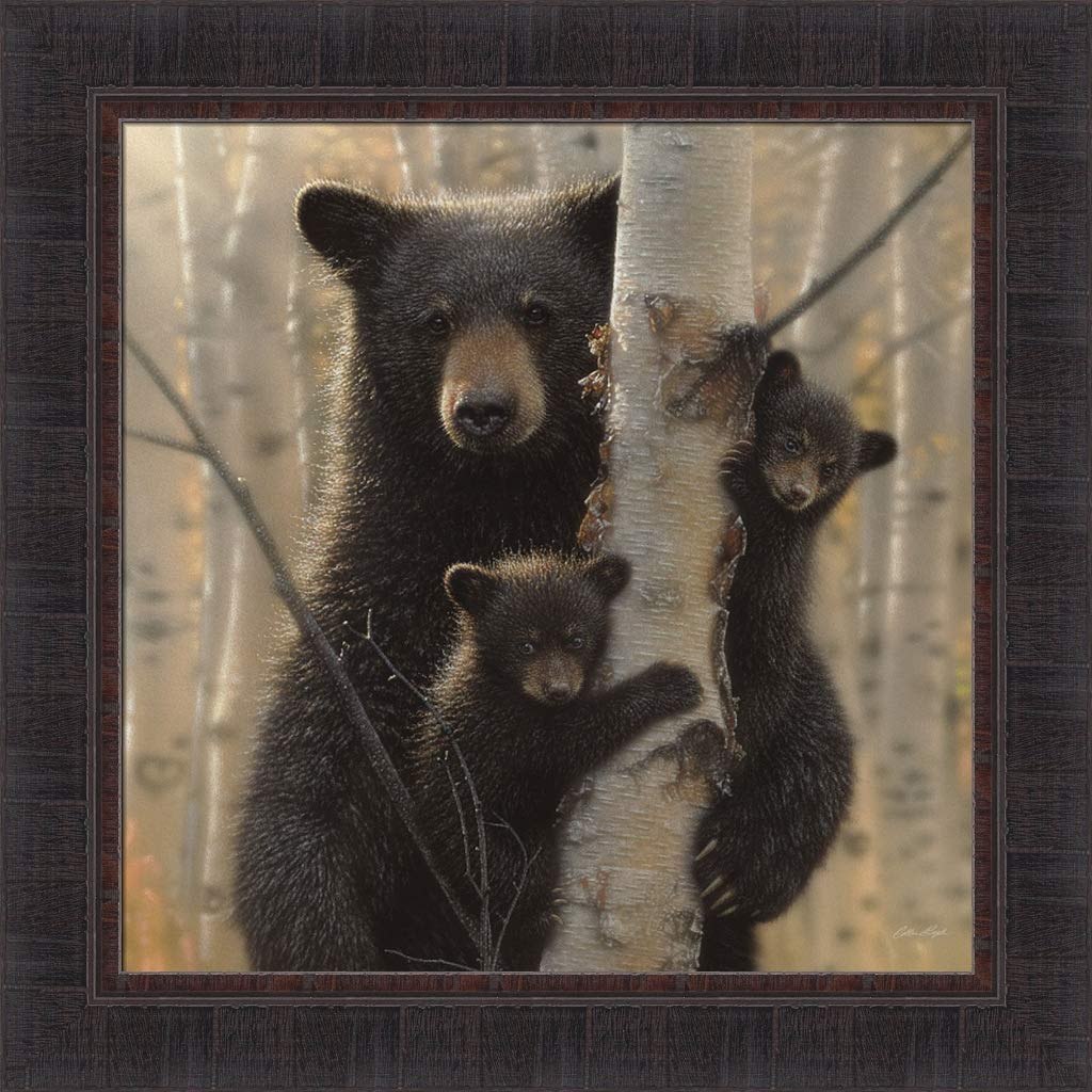 Home Cabin Décor Mama Bear & Cubs by Collin Bogle 23x23 Black Bear Baby Cubs in Birch Tree Framed Art Print Picture