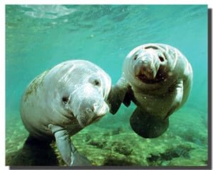 pair of manatee doug perrine ocean animal wall decor art print poster (16x20)