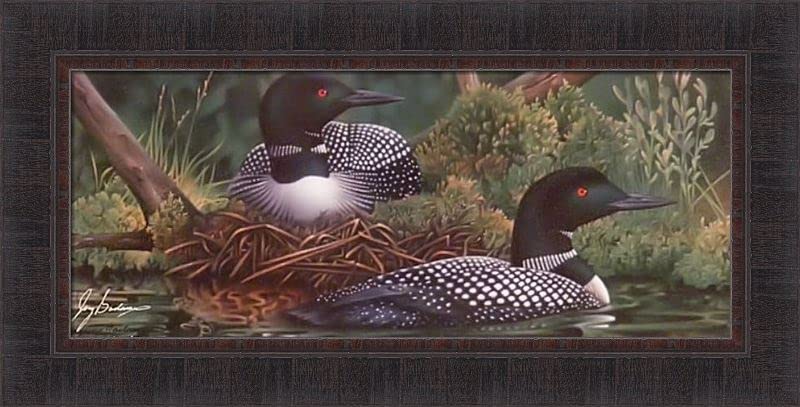 Morning Stillness by Jerry Gadamus 14x28 Nesting Loons Wildlife Framed Art Print Wall Décor Picture Signed and Numbered Limited Edition