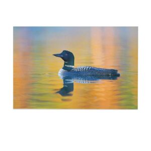 rainbow lake common loon duck canvas poster bedroom decor sports landscape office room decor gift,canvas poster wall art decor print picture paintings for living room bedroom decoration 08x12inch(20x3