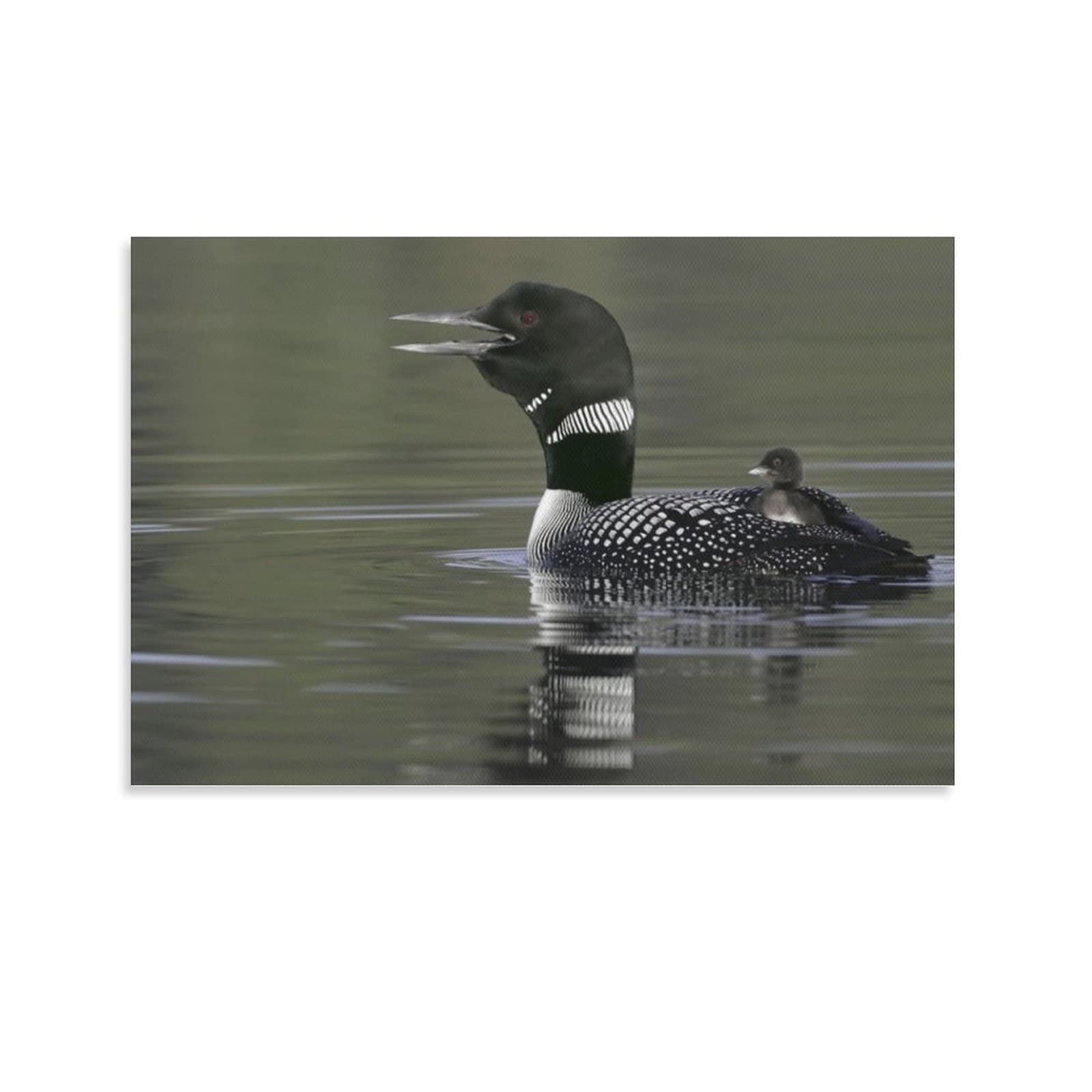 Common Loon with Chick on Water Back Call Picture Poster Wall Decoration Poster in Kamloops, British Canvas Painting Wall Art Poster for Bedroom Living Room Decor 08x12inch(20x30cm) Unframe-style