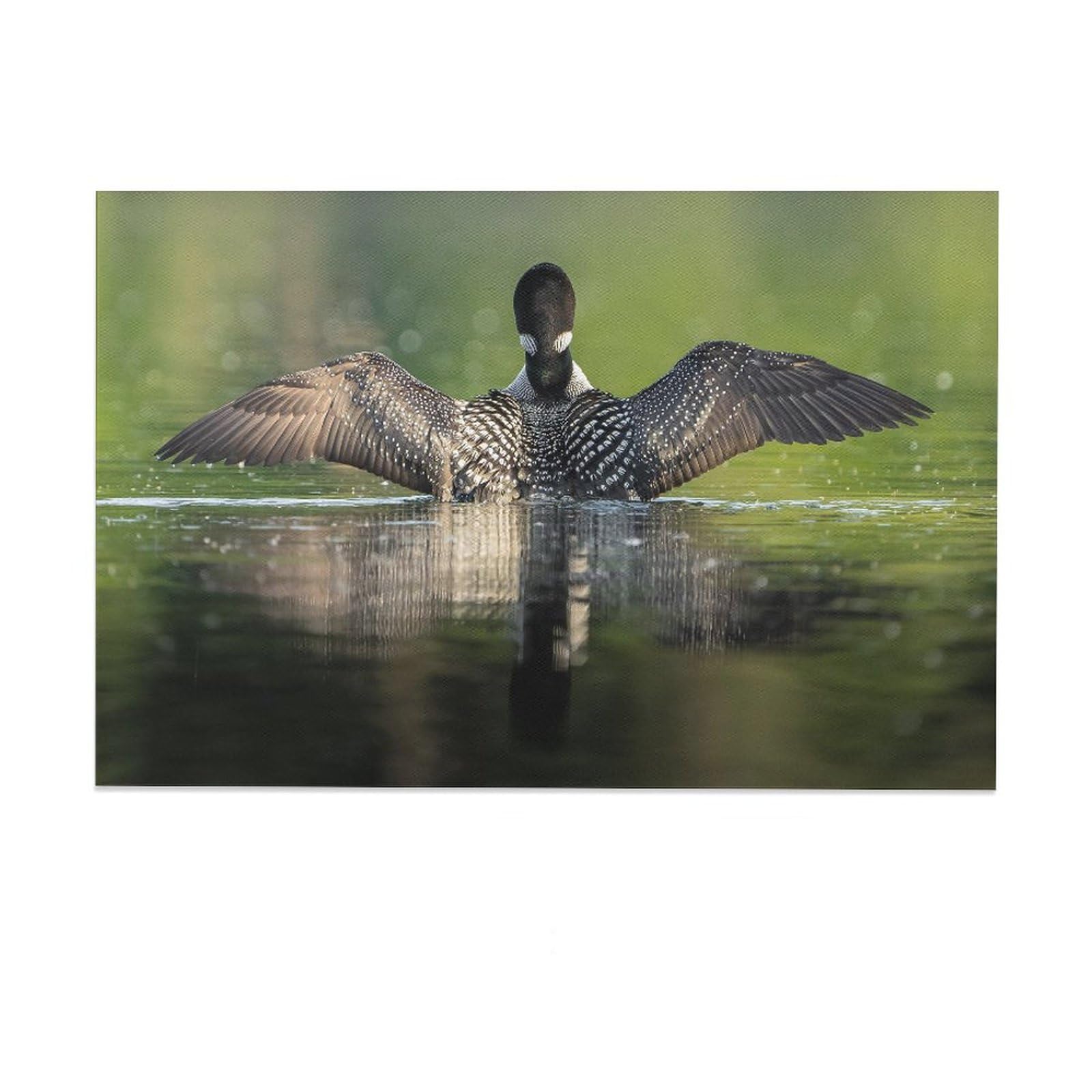 Loon Bird Wings Stretch Canvas Poster Bedroom Decor Sports Landscape Office Room Decor Gift,Canvas Poster Wall Art Decor Print Picture Paintings for Living Room Bedroom Decoration 12x18inch(30x45cm)