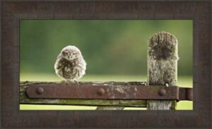 fuzzball by mark bridger 13x20 baby owl owlet fencepost wood fence framed art print wall décor picture