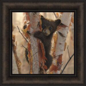 home cabin décor curious cub ii by collin bogle 16x16 black bear cub sitting in tree baby framed art print picture